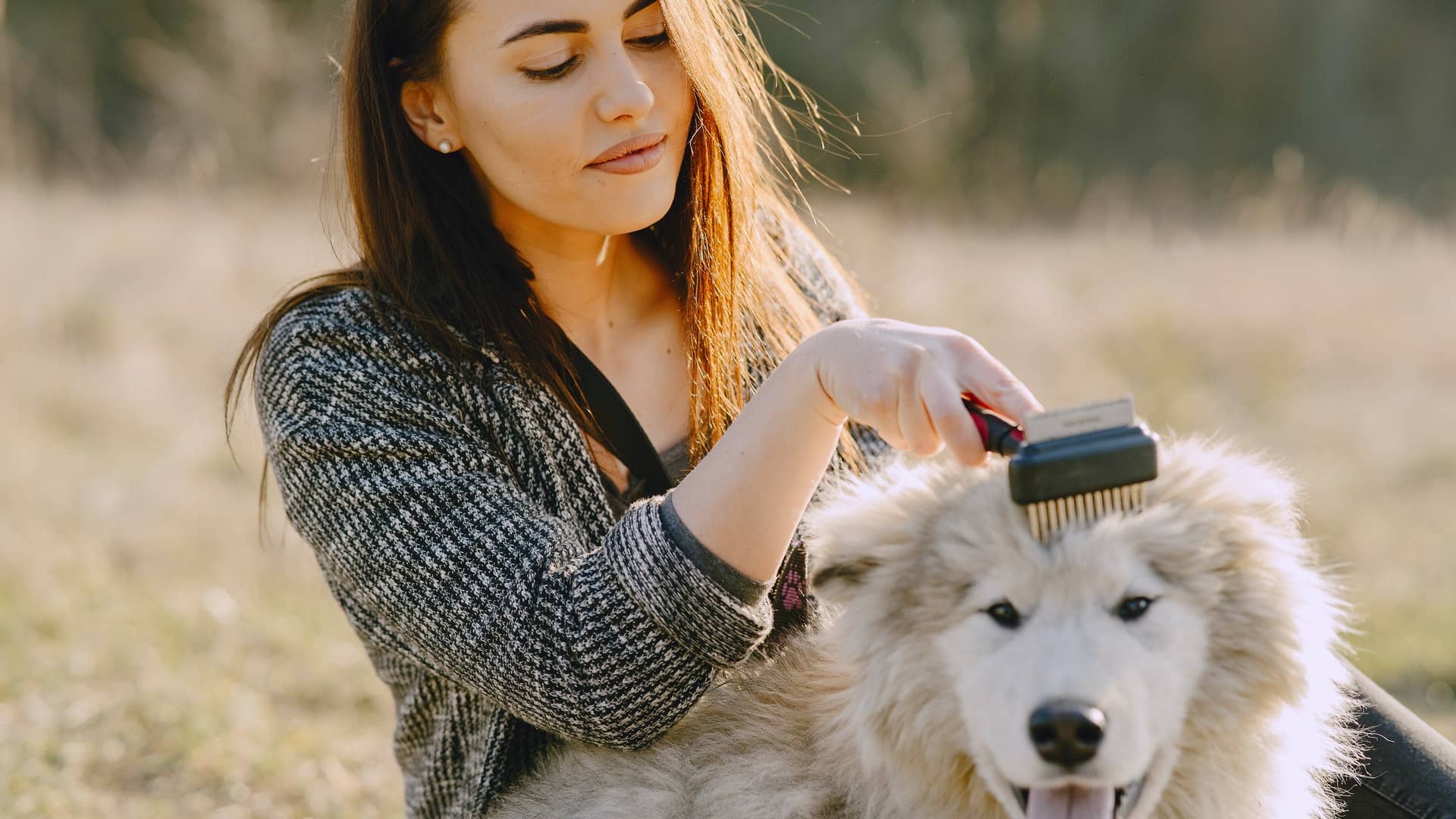 General Surgery Aftercare | Country Hills Veterinary Hospital